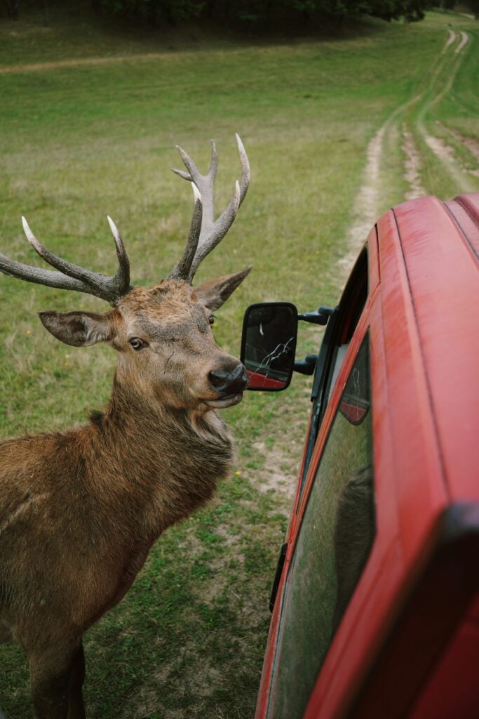 Wildunfall 24: Welche rechtlichen Folgen hat ein Wildunfall?